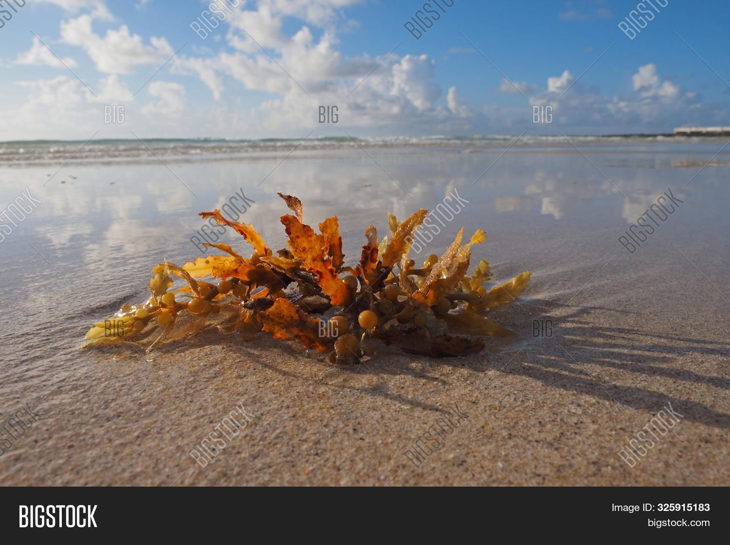 Imagen y foto Seaweed Washed On (prueba gratis) | Bigstock