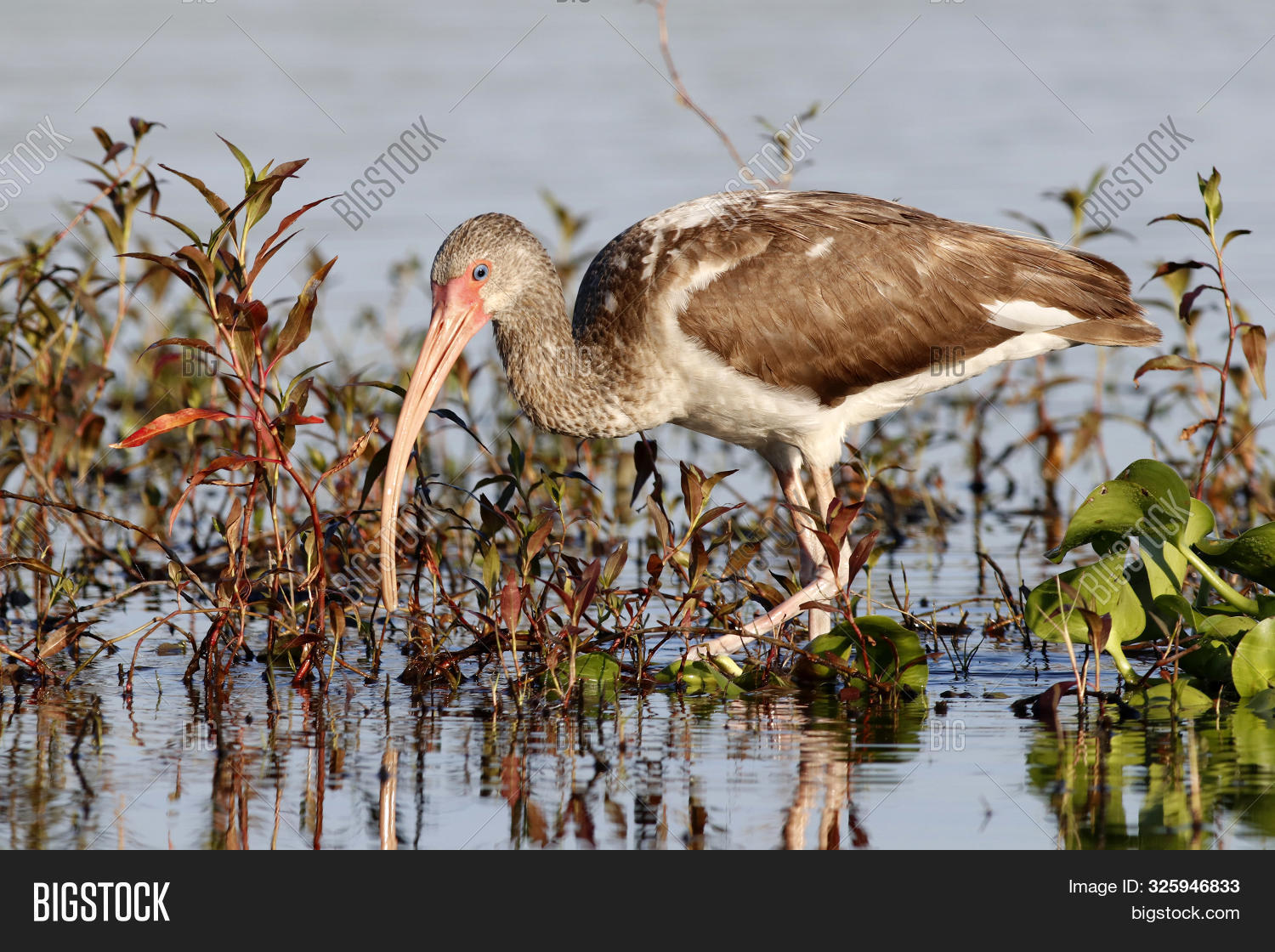 Juvenile White Ibis, Image & Photo (Free Trial) | Bigstock