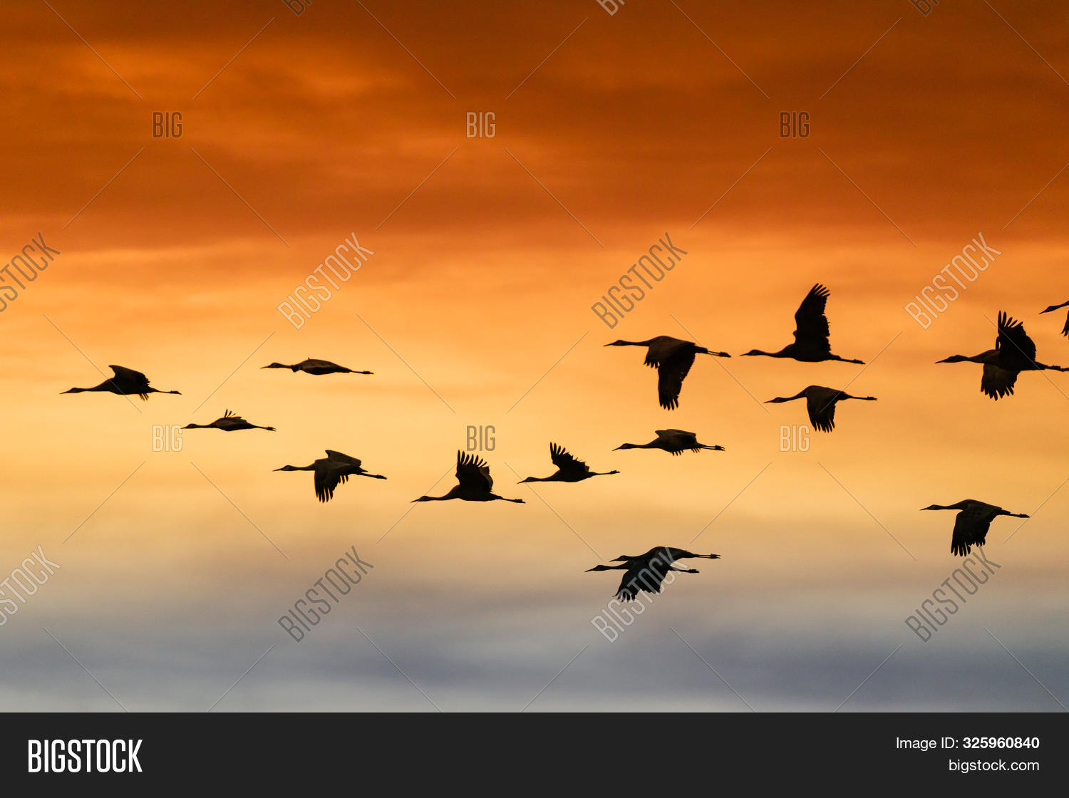 Sandhill Cranes Flying Image & Photo (Free Trial) | Bigstock