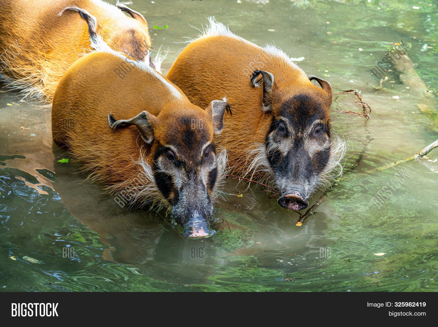 Red River Hog, Image & Photo (Free Trial) | Bigstock