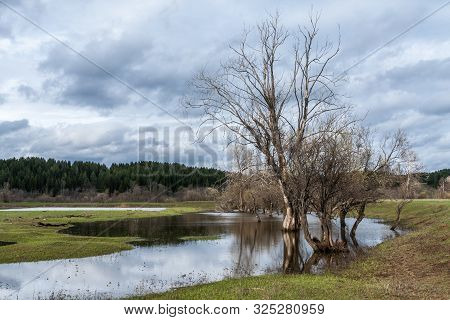 Group Bare Trees Image & Photo (Free Trial) | Bigstock