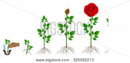 Cycle Red Rose Plant Vector & Photo (Free Trial) | Bigstock