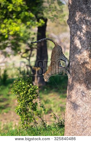 Lone Leopard Jump Down Image & Photo (Free Trial) | Bigstock