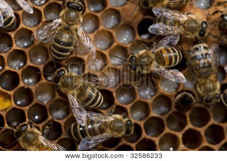 Bees Taking Care Bee- Image & Photo (Free Trial) | Bigstock