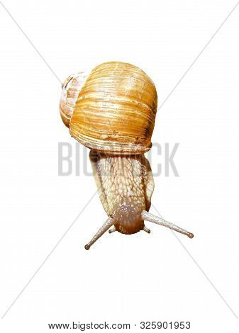 Single Snail Isolated Image & Photo (Free Trial) | Bigstock
