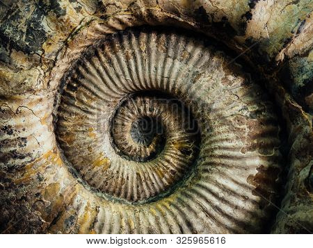 Shell Ancient Shell Image & Photo (Free Trial) | Bigstock
