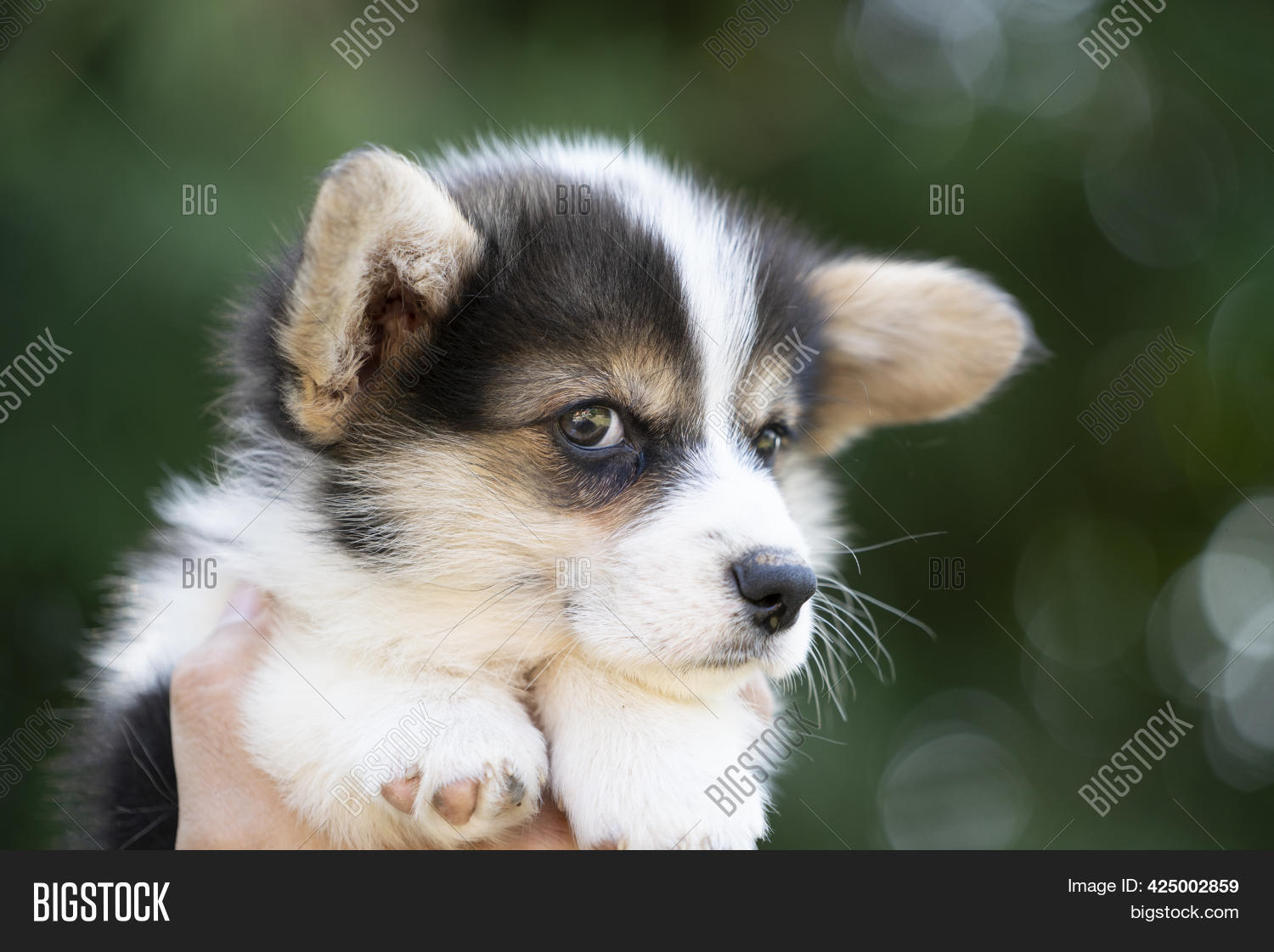 Close Corgi Puppy Baby Image & Photo (Free Trial) | Bigstock