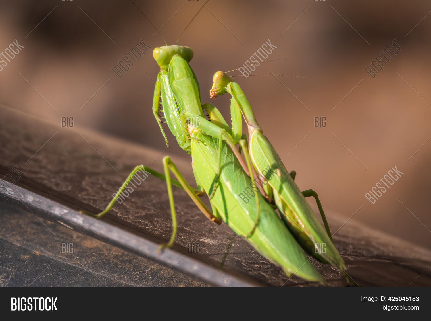 Mating Pair Praying Image & Photo (Free Trial) | Bigstock