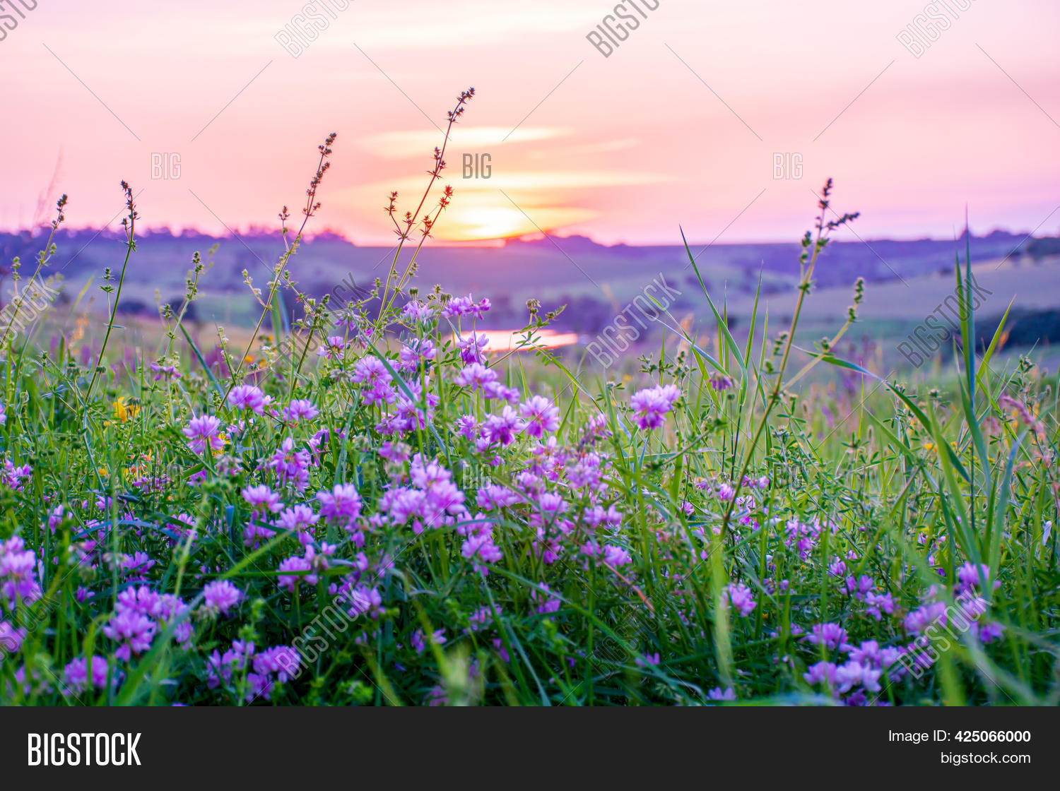 Beautiful Wildflowers Image & Photo (Free Trial) | Bigstock