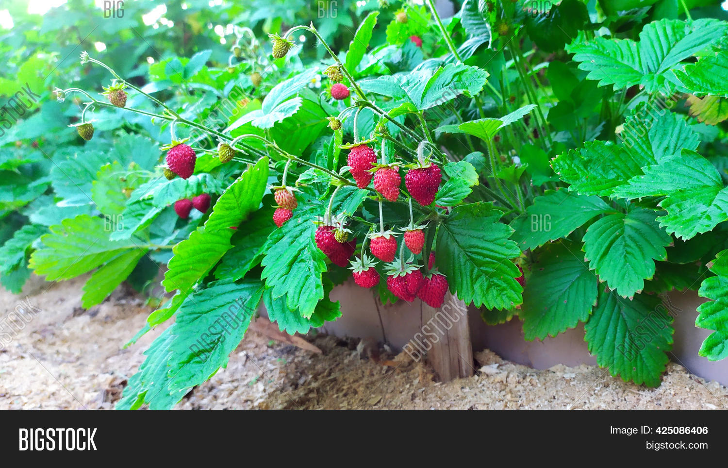 Strawberry Bush Grows Image & Photo (Free Trial) | Bigstock
