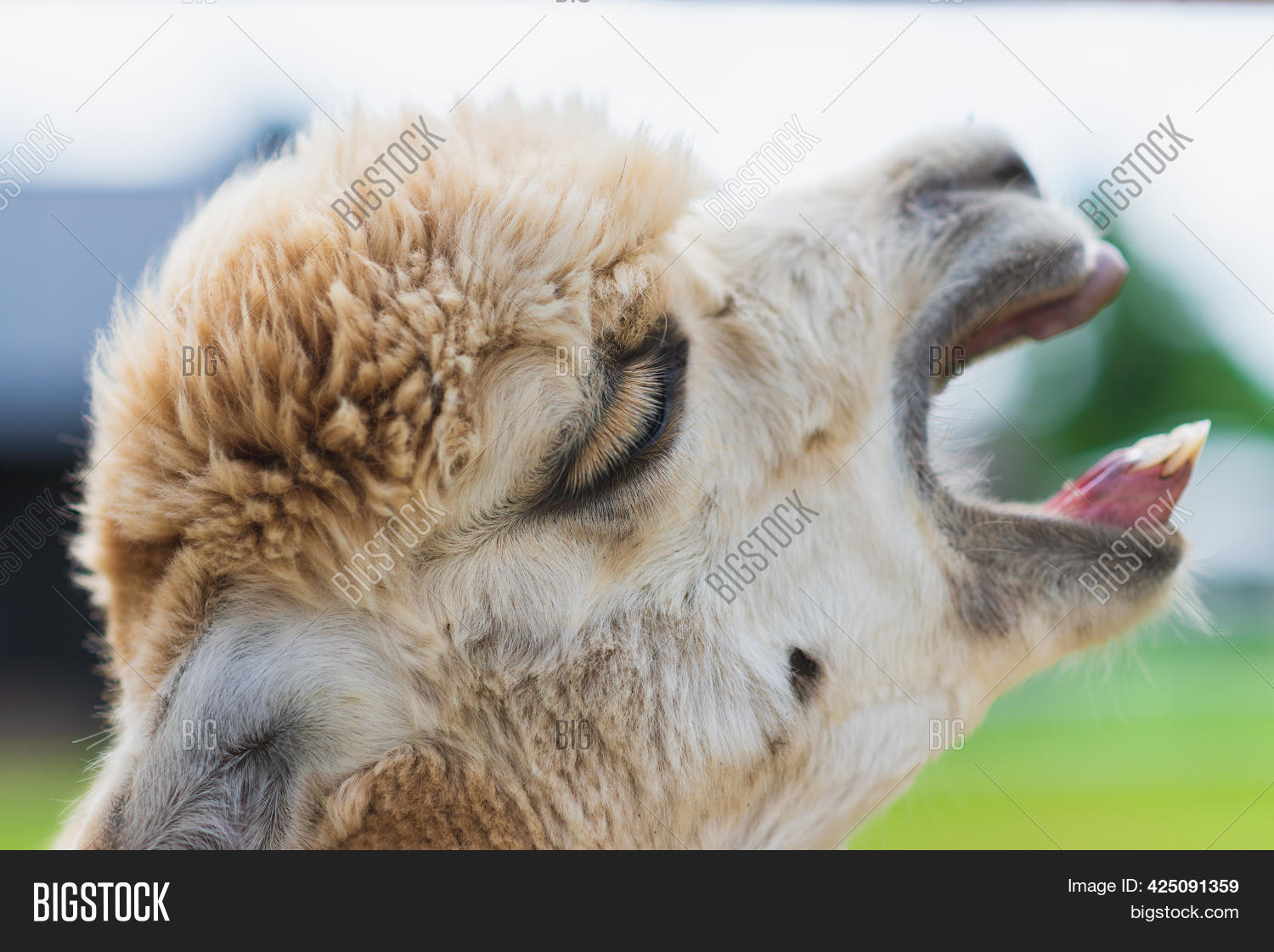 White Alpaca Yawning Image & Photo (Free Trial) | Bigstock