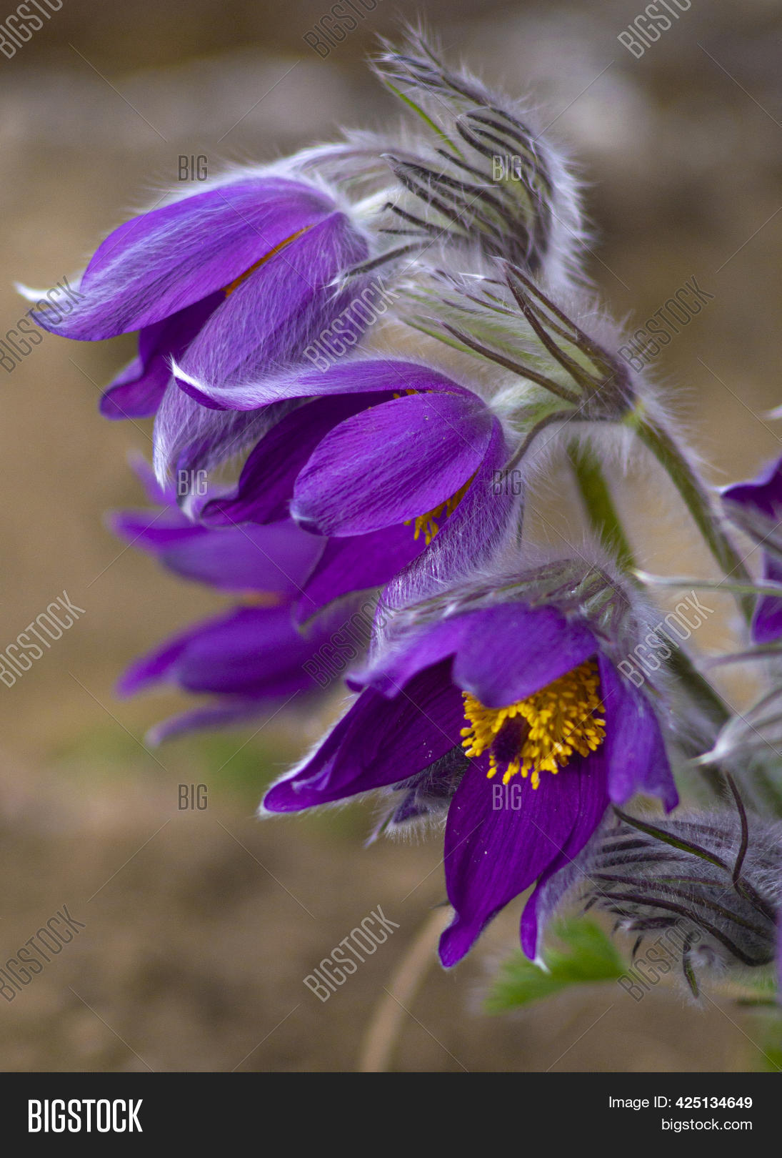 Flowers Windflower Image & Photo (Free Trial) | Bigstock