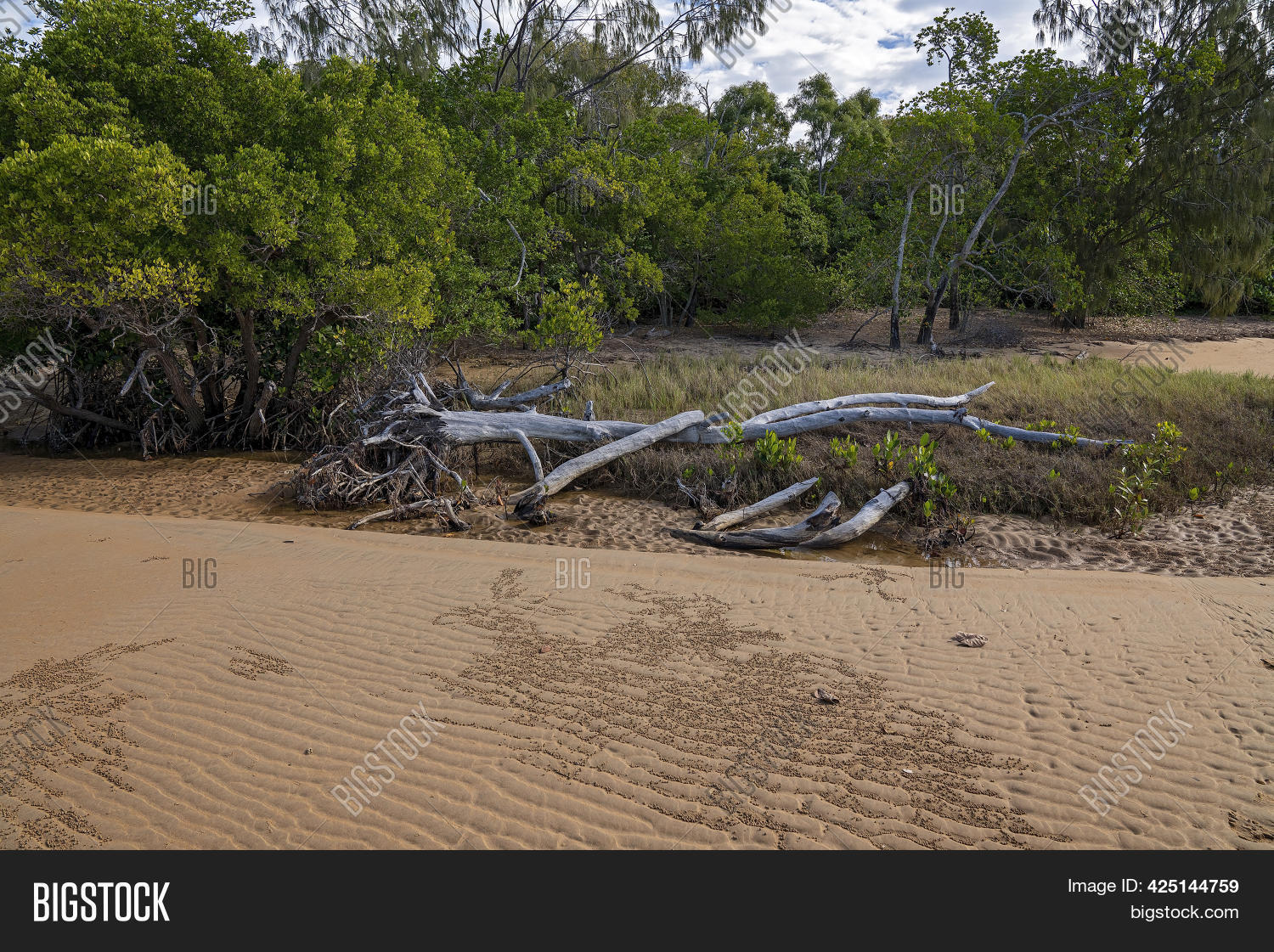 Uprooted Tree Dead On Image & Photo (Free Trial) | Bigstock