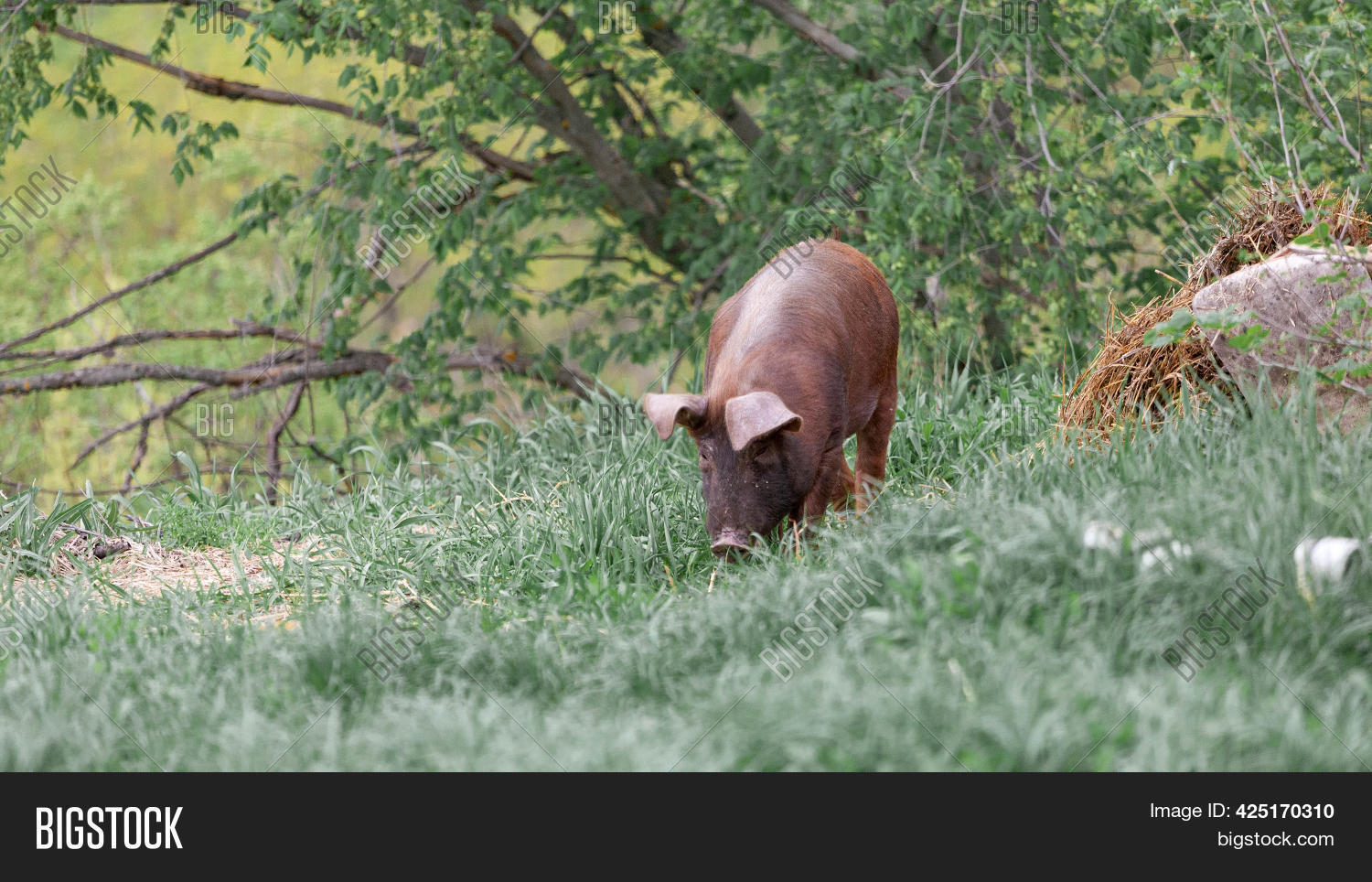 Piglet Dark Brown Hair Image & Photo (Free Trial) | Bigstock
