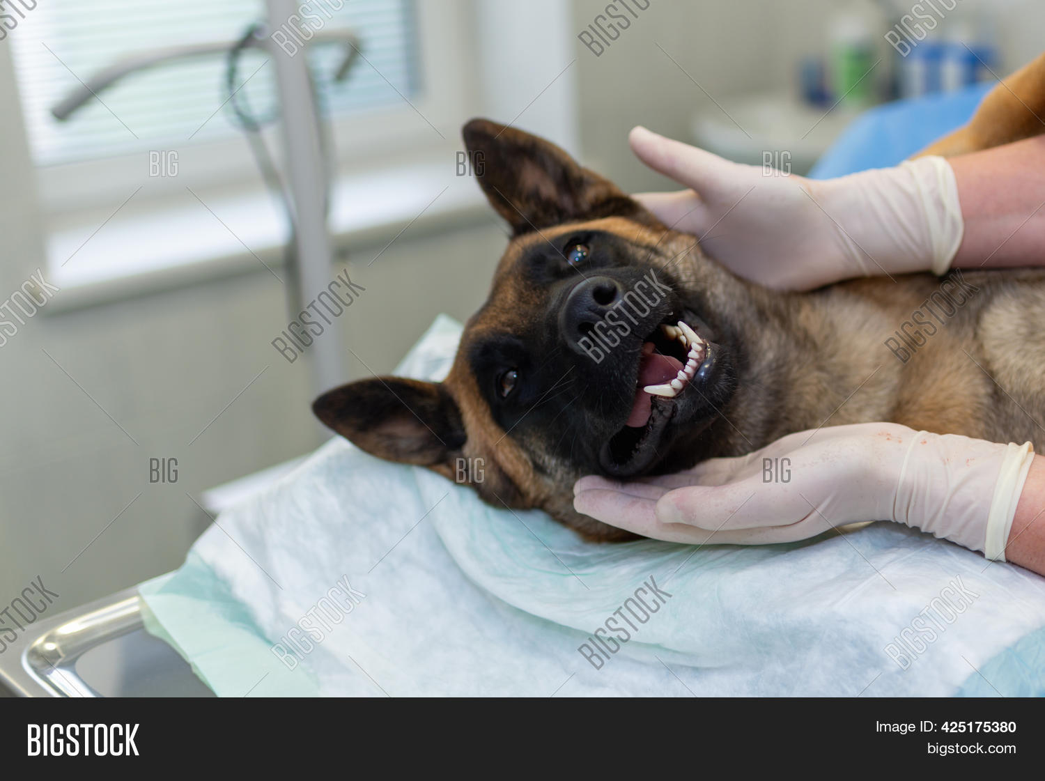 Anesthetized Dog's Image & Photo (Free Trial) | Bigstock