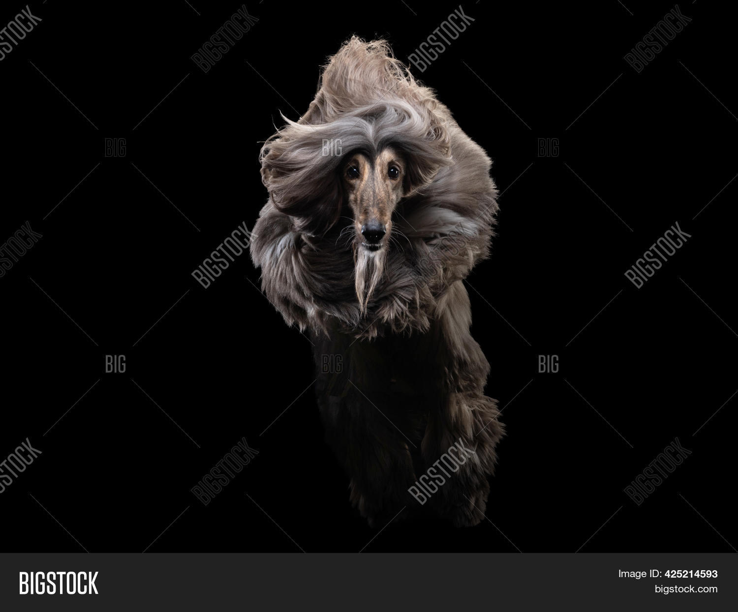 Flying Dog. Afghan Image & Photo (Free Trial) | Bigstock