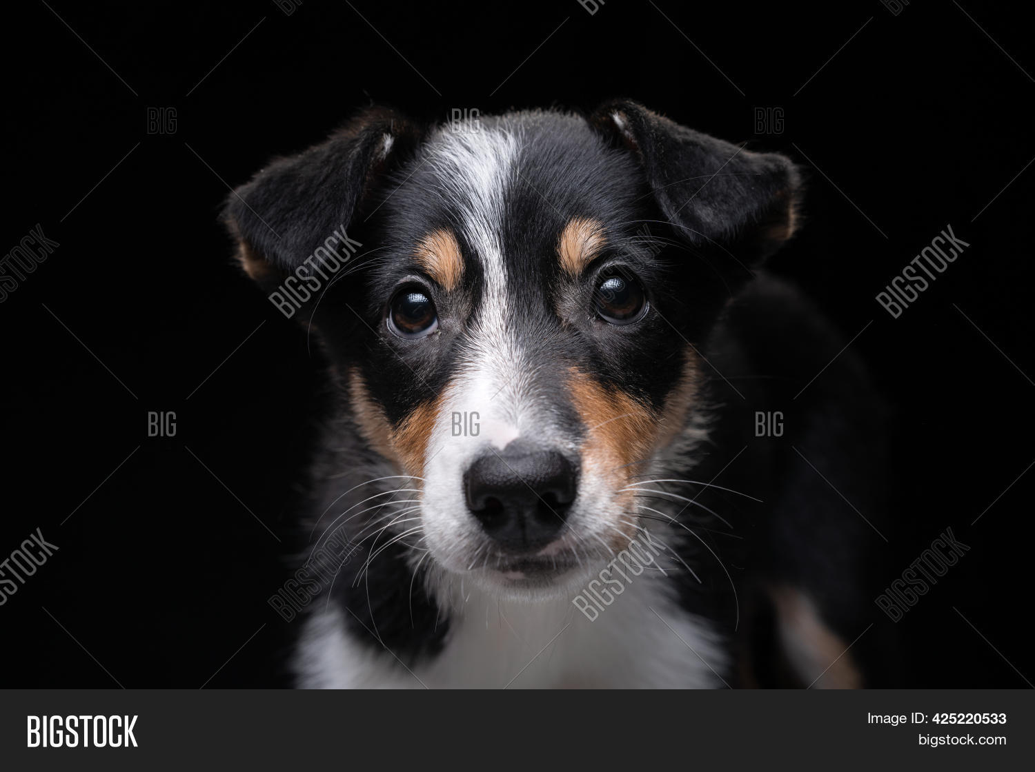 Funny Border Collie Image & Photo (Free Trial) | Bigstock