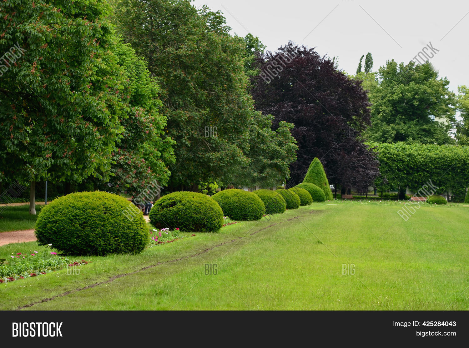 Tree Cut Into Shape Image & Photo (Free Trial) | Bigstock