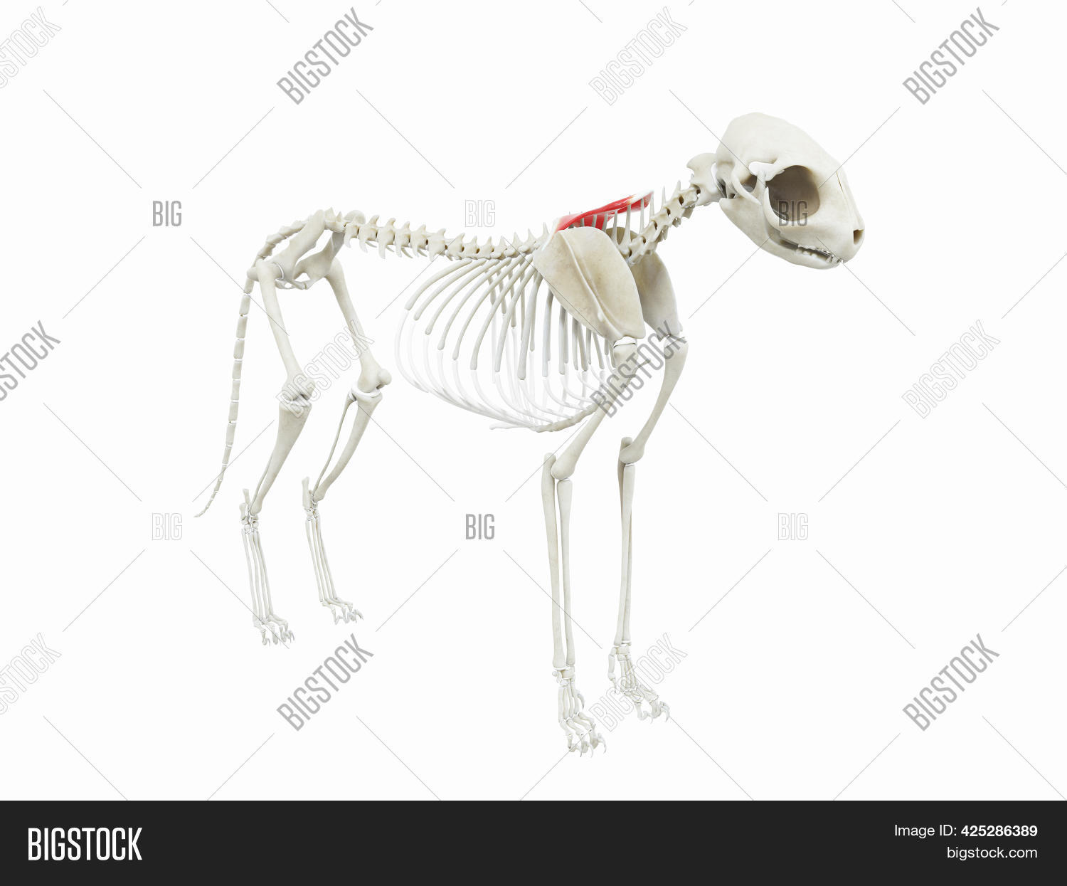 3d Rendered Image & Photo (Free Trial) | Bigstock