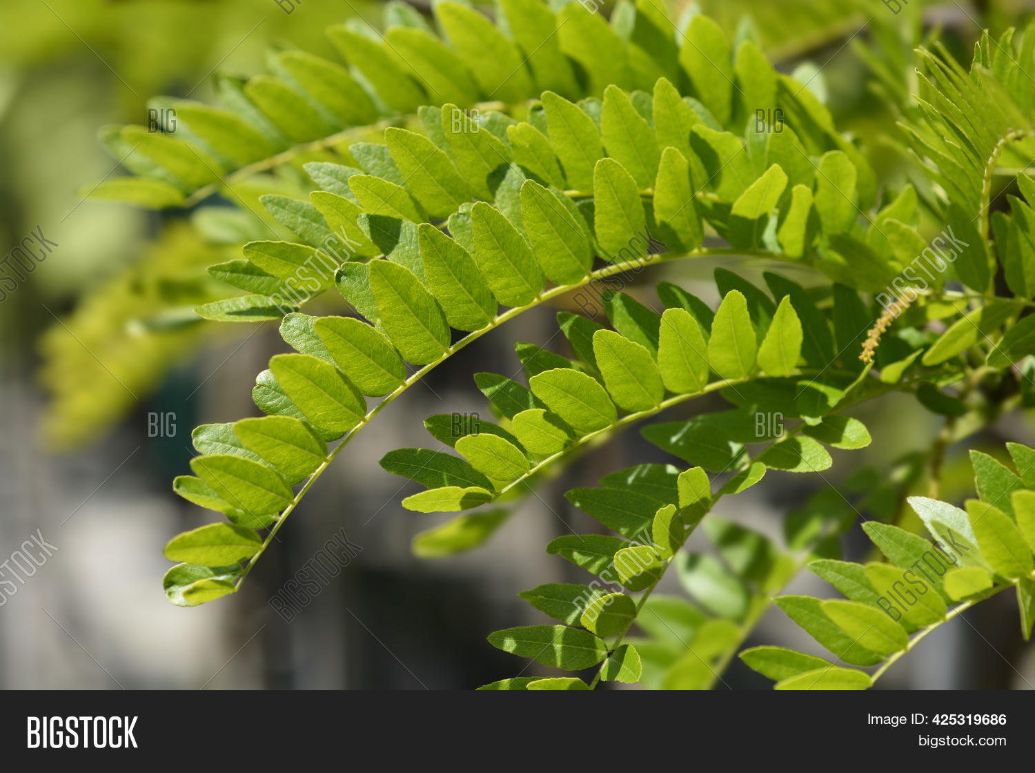 Honey Locust Sunburst Image & Photo (Free Trial) | Bigstock
