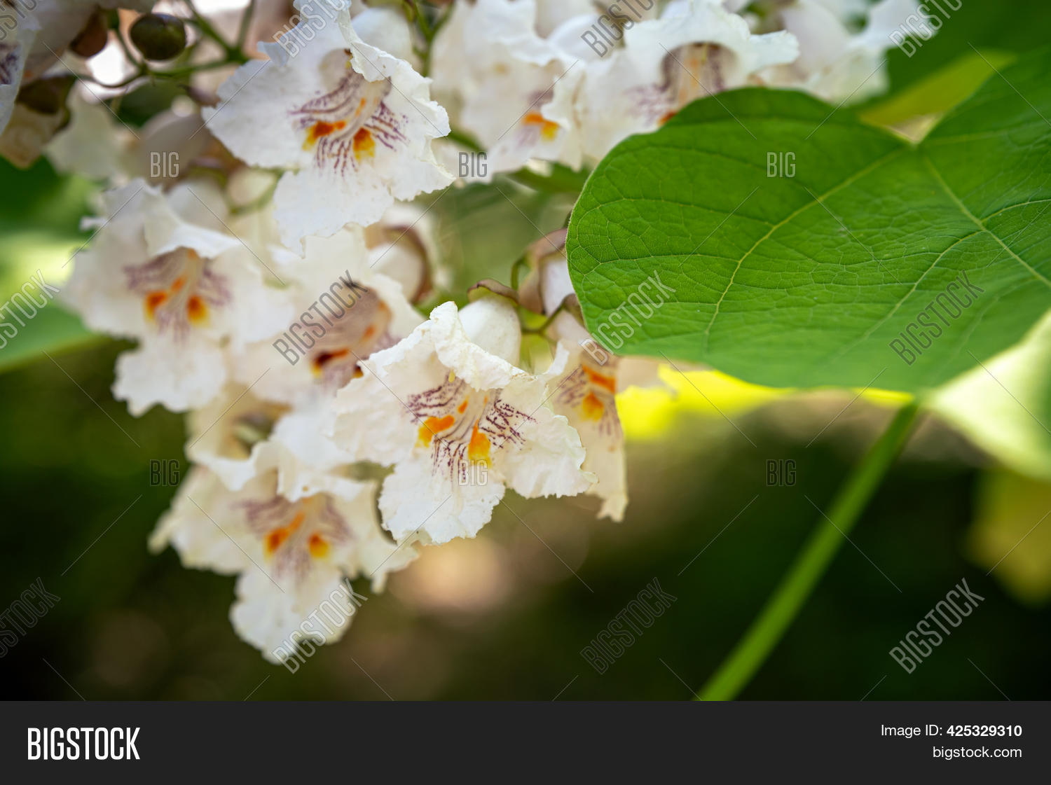 Catalpa Grows Blooms Image & Photo (Free Trial) | Bigstock