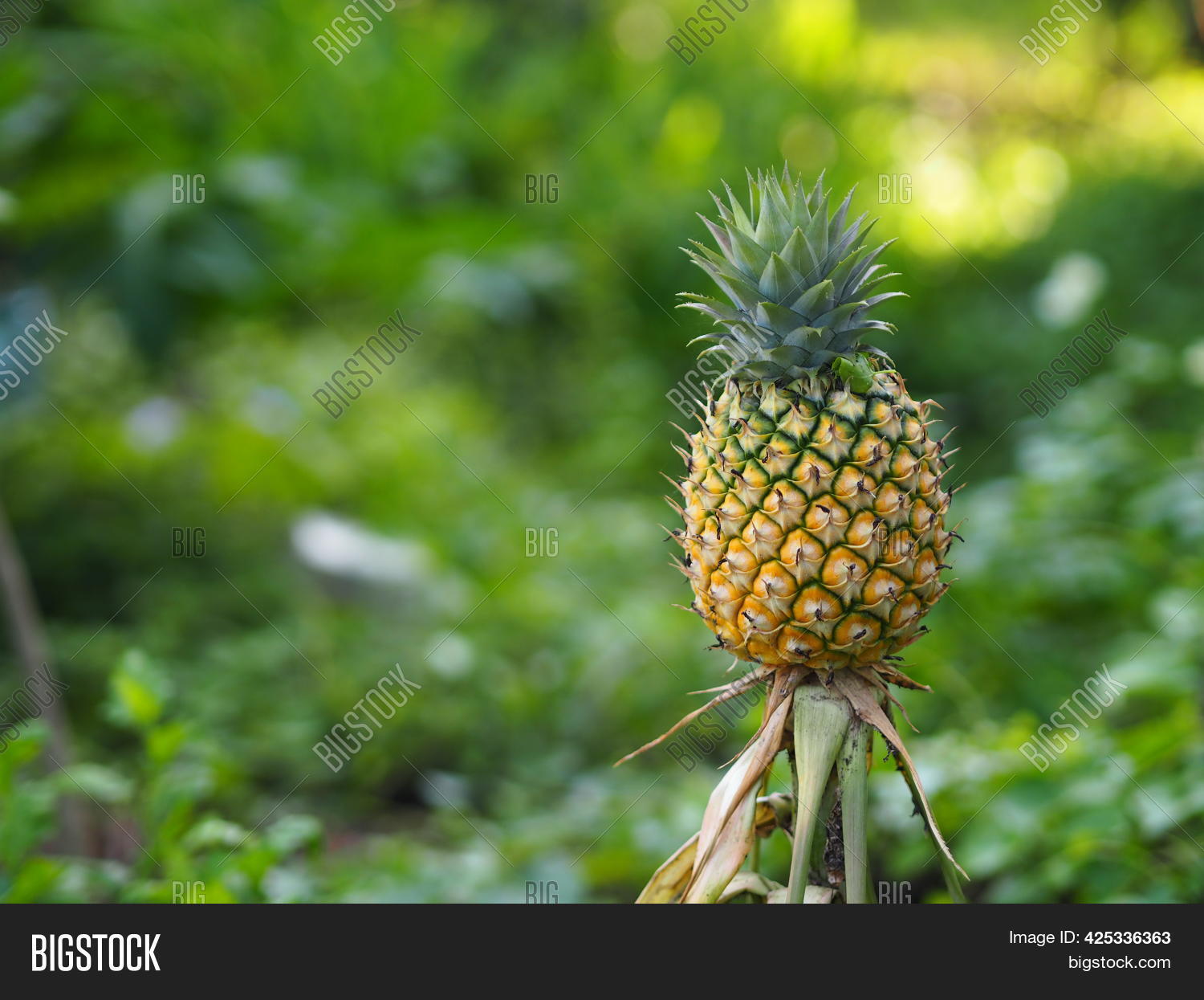 Pineapple Tree Bearing Image & Photo (Free Trial) | Bigstock
