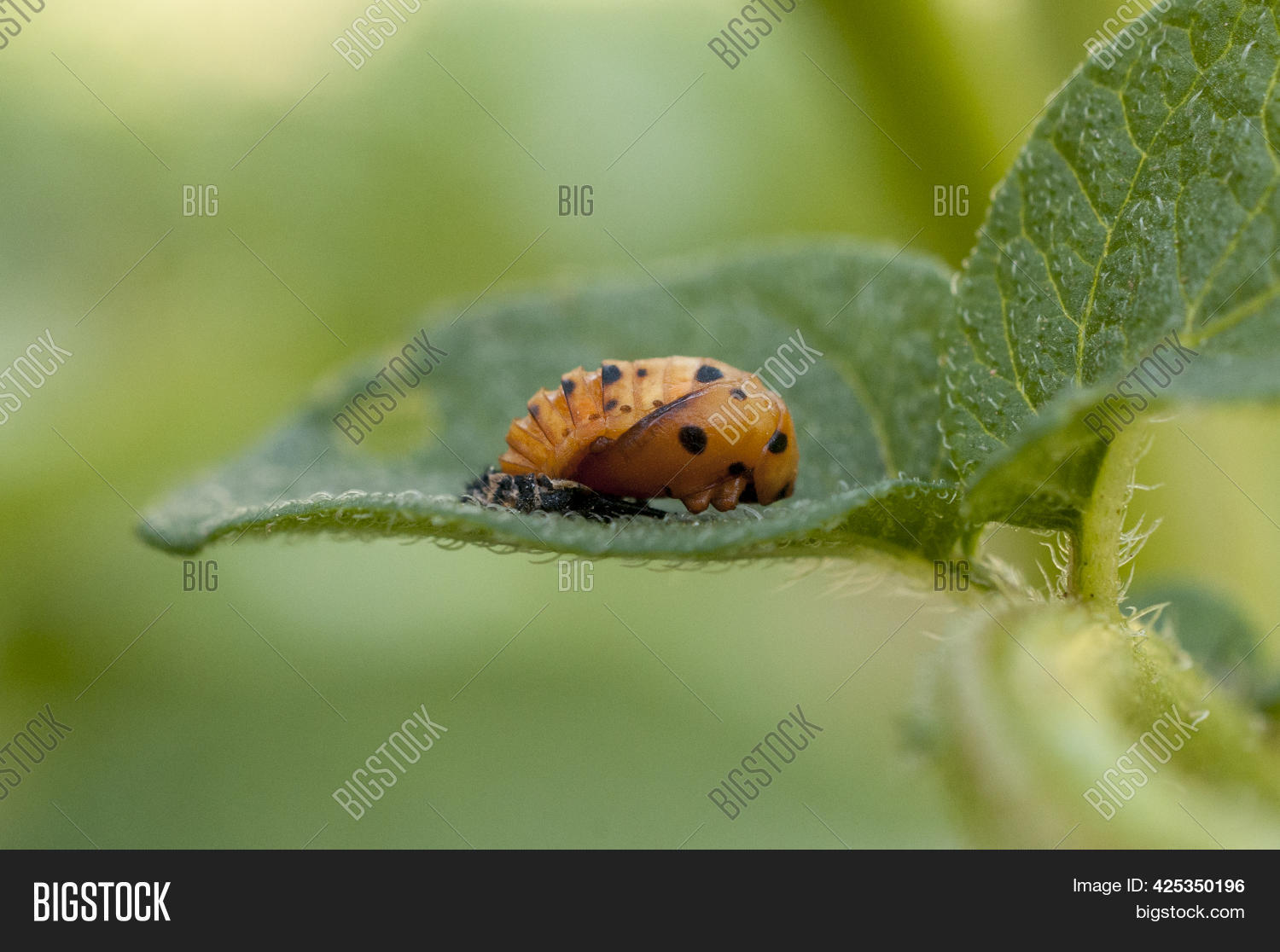 Pupa Ladybug On Leaf Image & Photo (Free Trial) | Bigstock