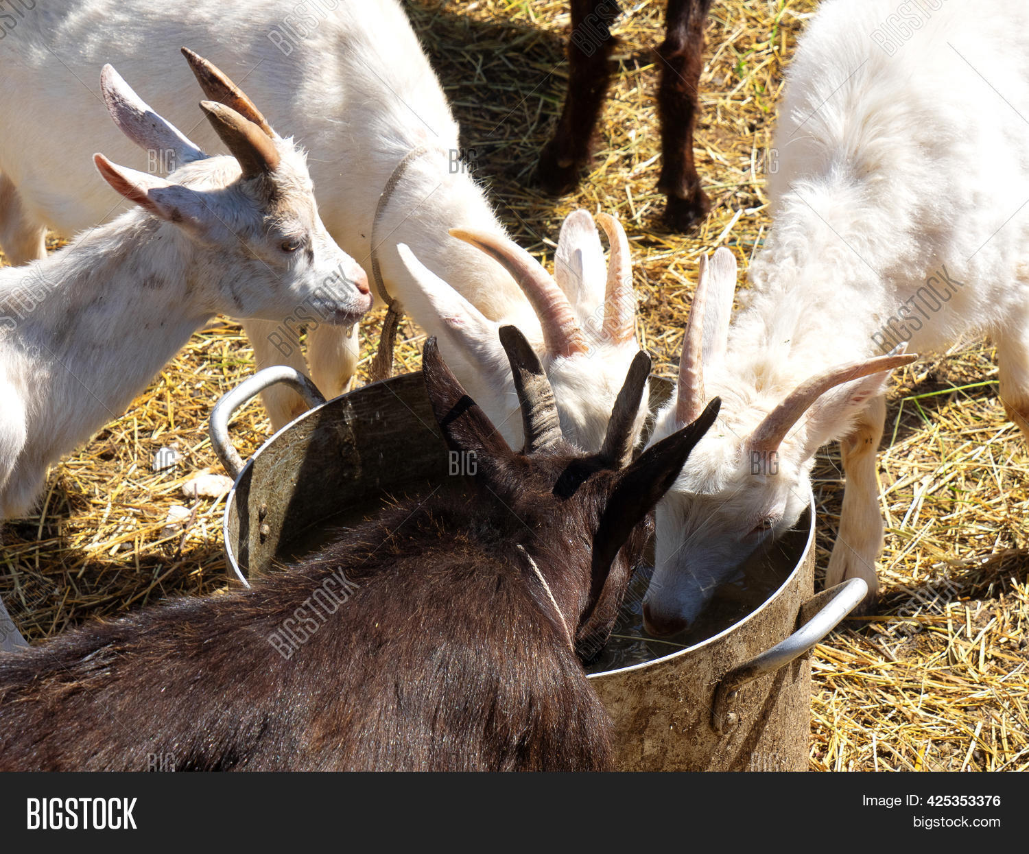 Goats Drink Water Tank Image & Photo (Free Trial) | Bigstock