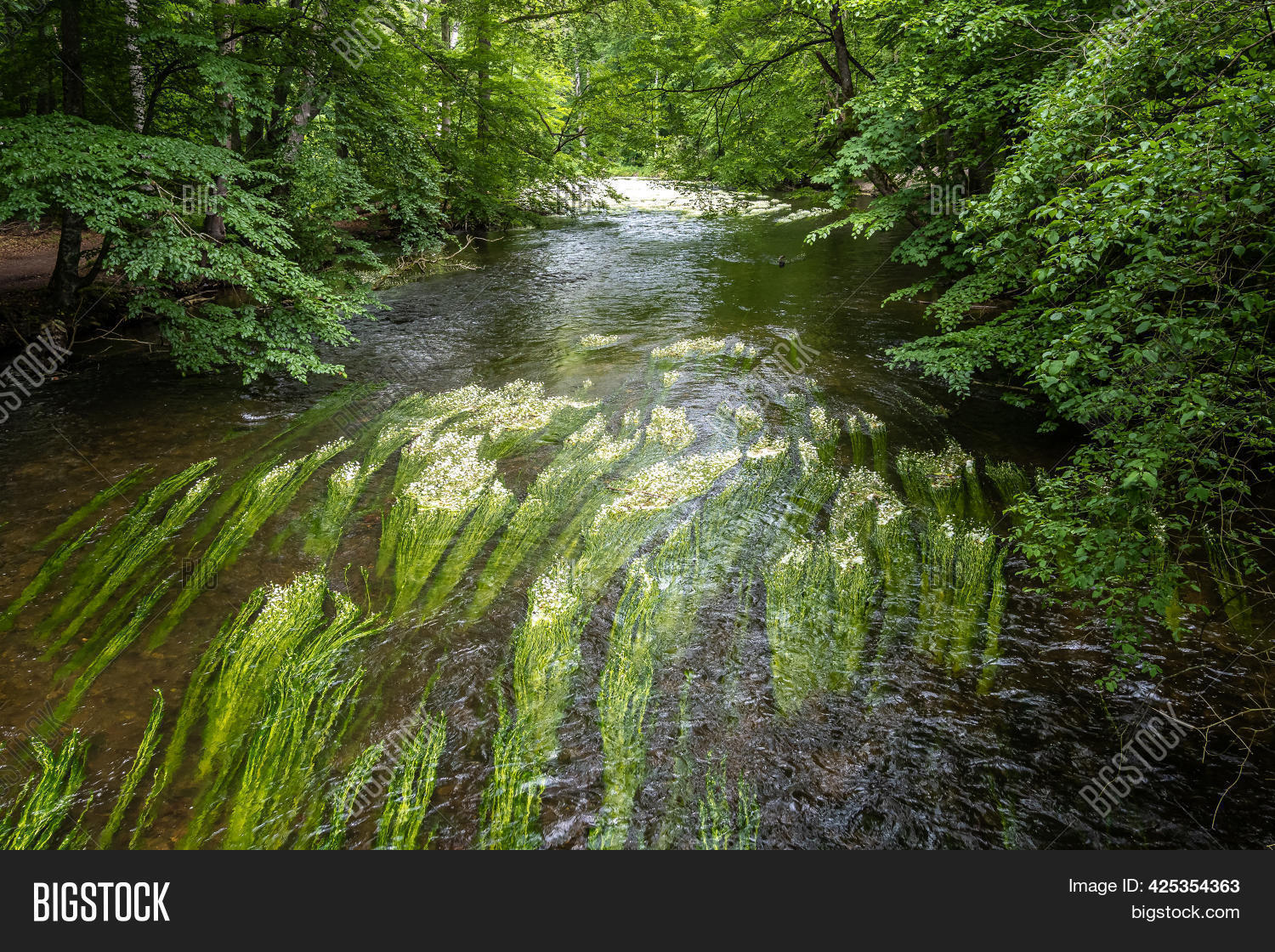 Flowering Plant River Image & Photo (Free Trial) | Bigstock