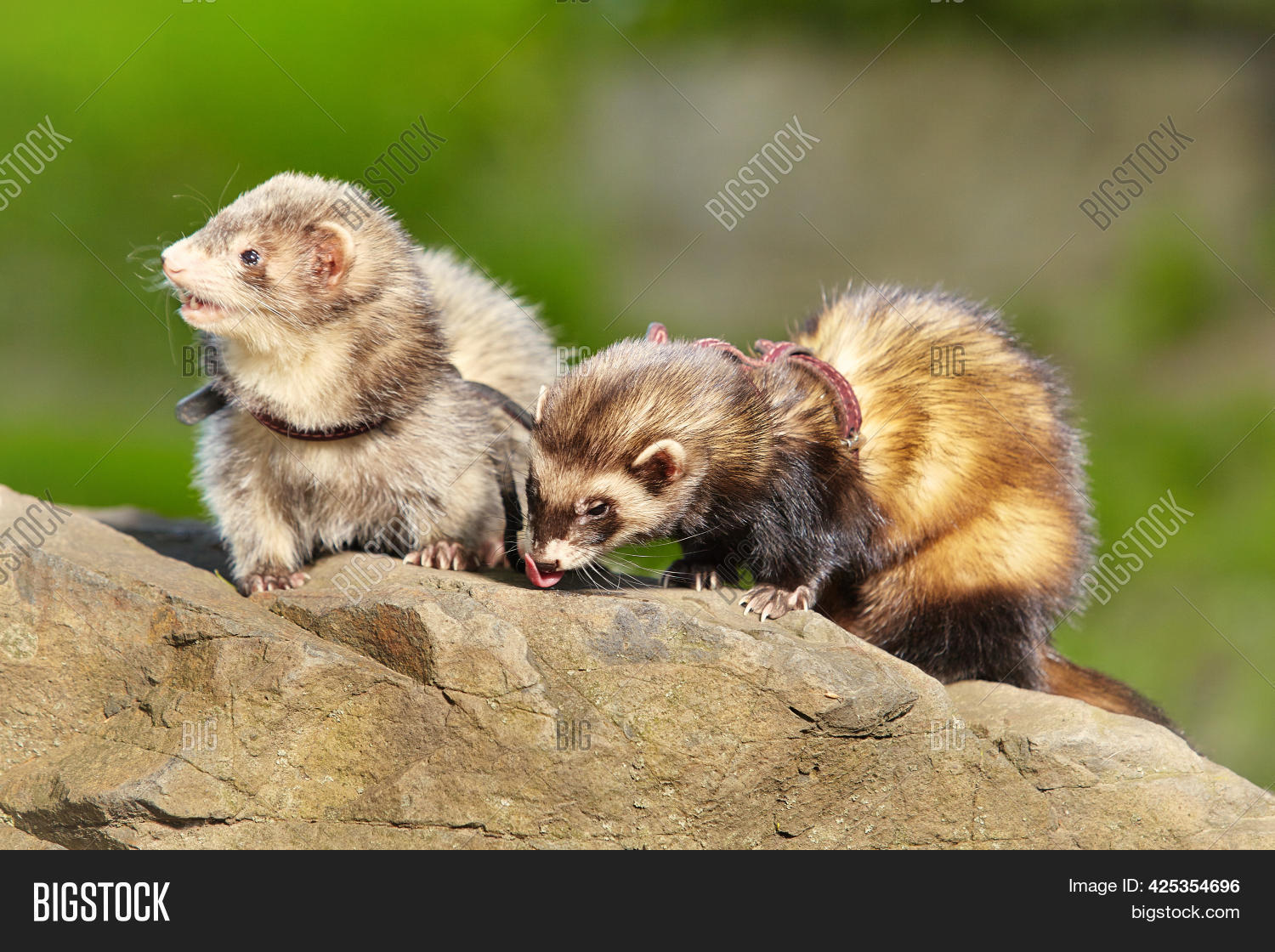 Ferret Couple Enjoying Image & Photo (Free Trial) | Bigstock