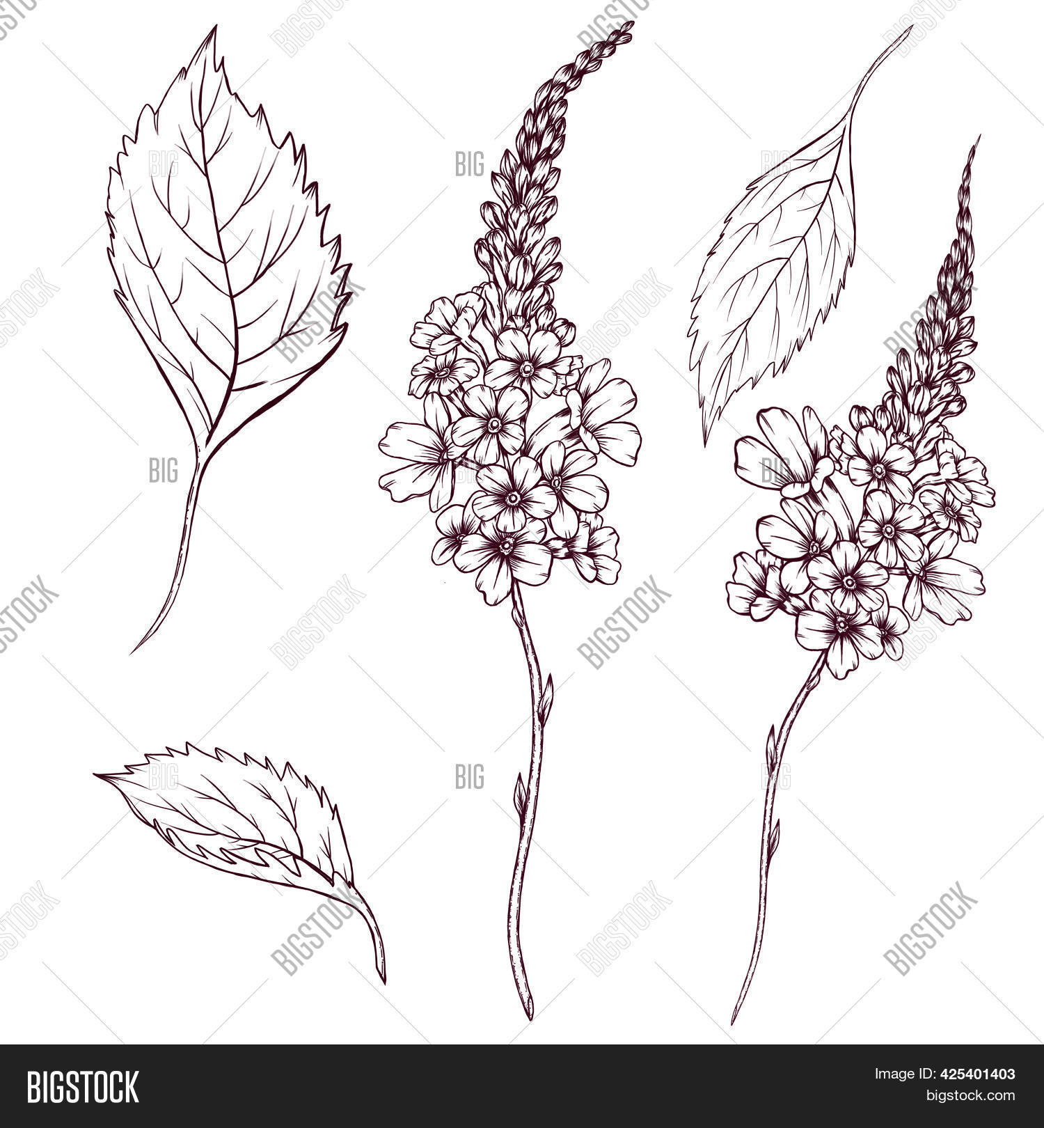 Vervain Herb Sketch, Image & Photo (Free Trial) | Bigstock