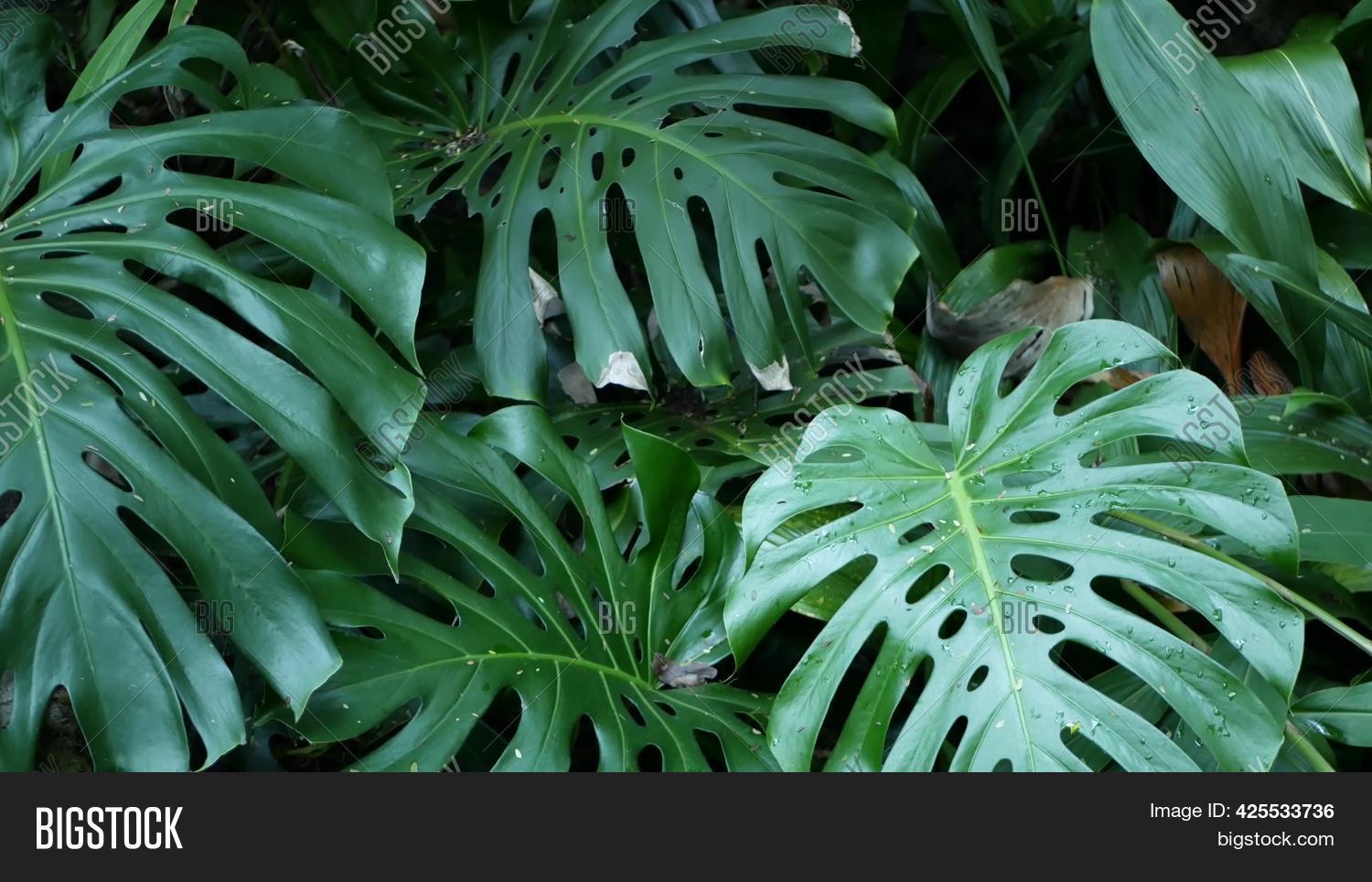 Exotic Monstera Jungle Image & Photo (Free Trial) | Bigstock
