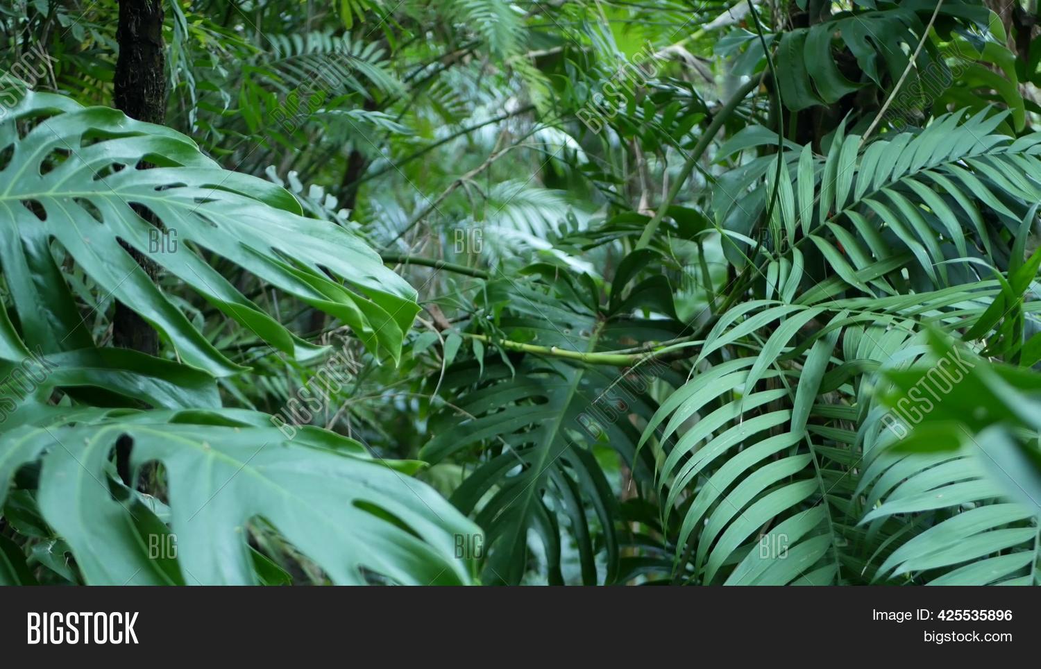 Exotic Monstera Jungle Image & Photo (Free Trial) | Bigstock