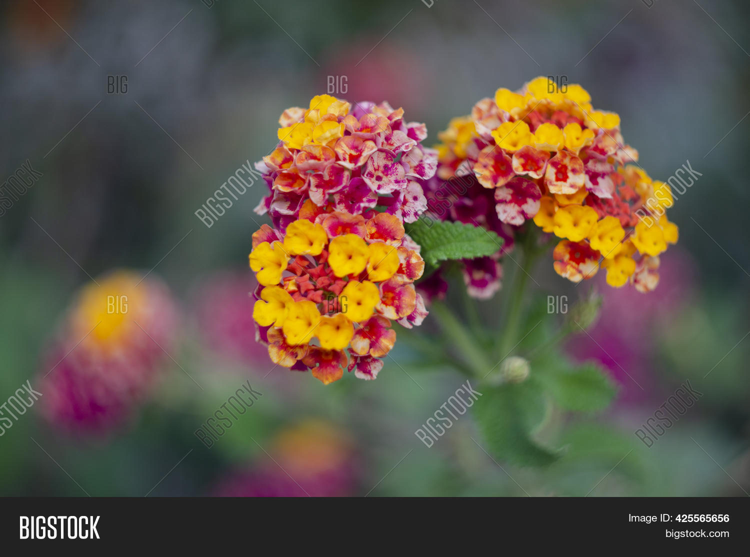 Lantana Various Color Image & Photo (Free Trial) | Bigstock