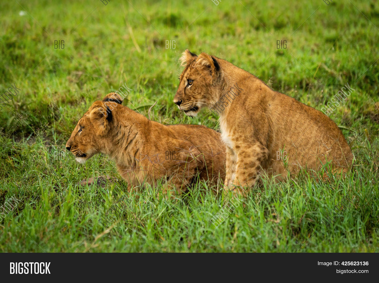 Two Lion Cubs Sit Image & Photo (Free Trial) | Bigstock