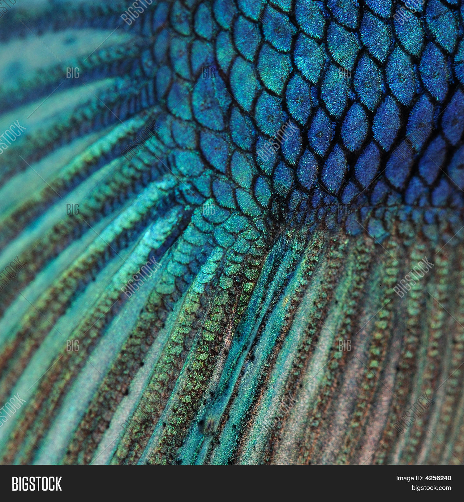 Close- On Fish Skin - Image & Photo (Free Trial) | Bigstock