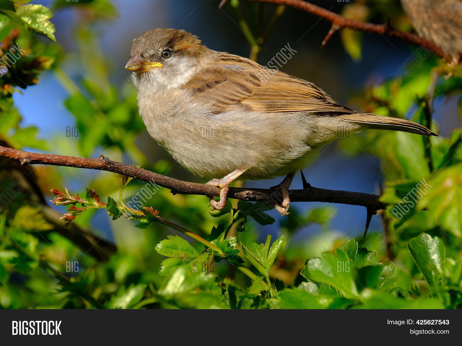 House Sparrow Bird Image & Photo (Free Trial) | Bigstock
