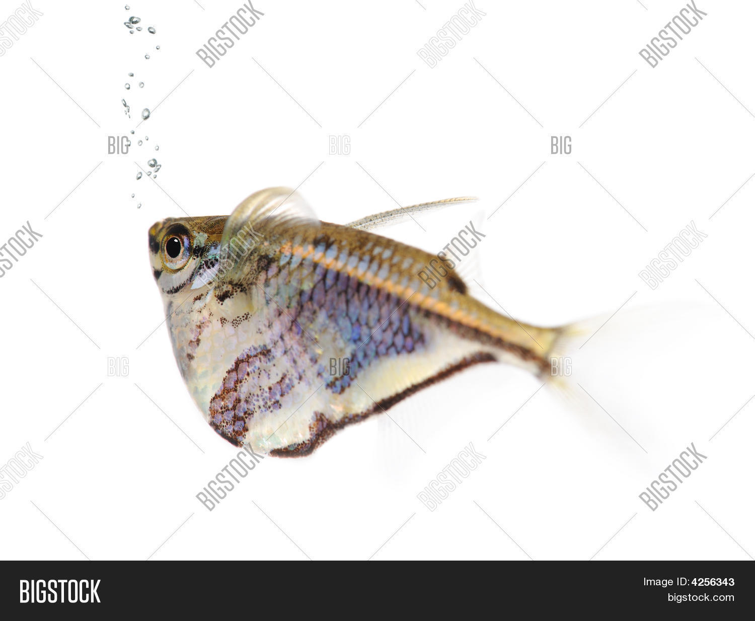 Common Hatchetfish - Image & Photo (Free Trial) | Bigstock