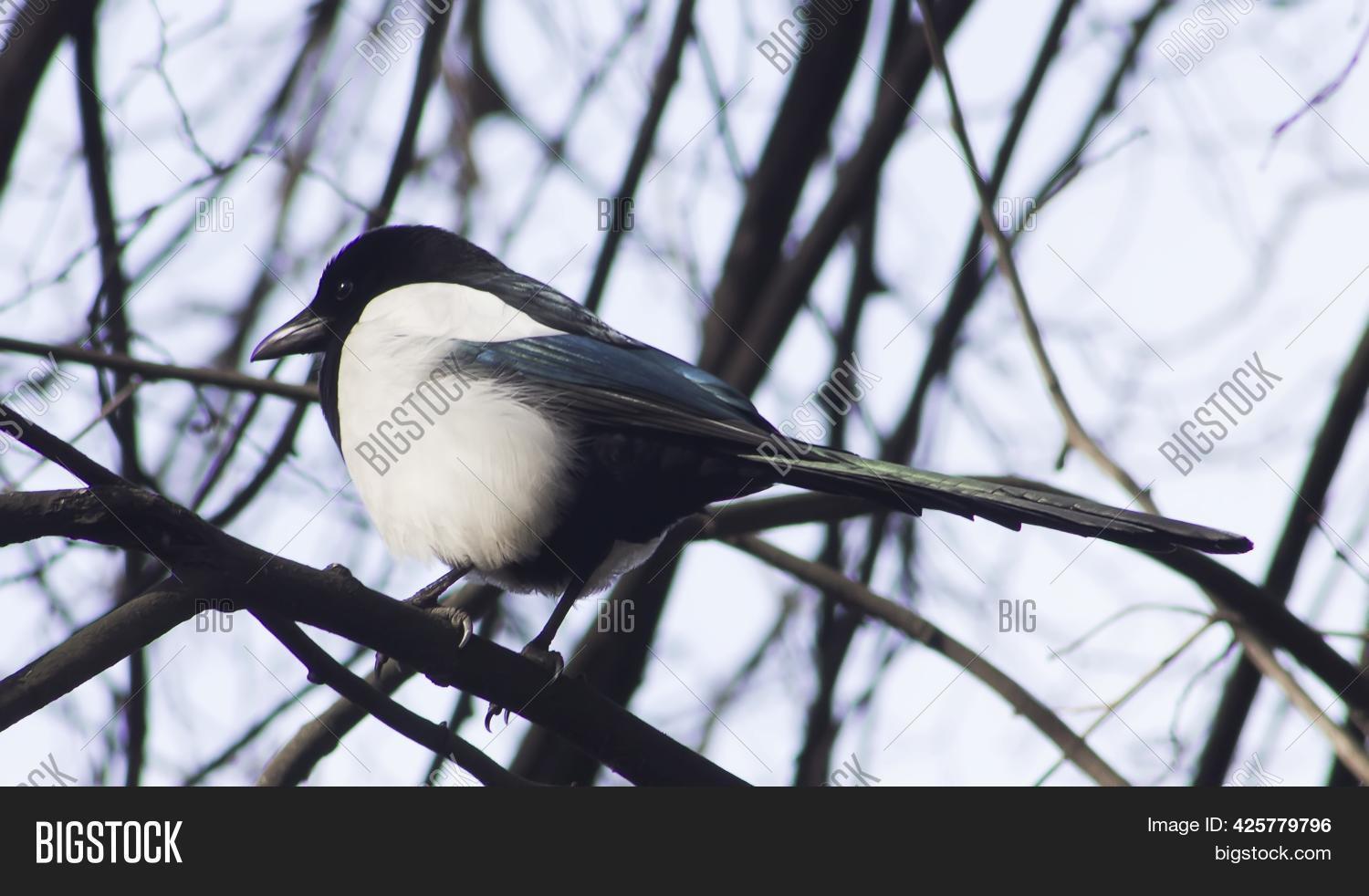 Wild Magpie Bird Image & Photo (Free Trial) | Bigstock
