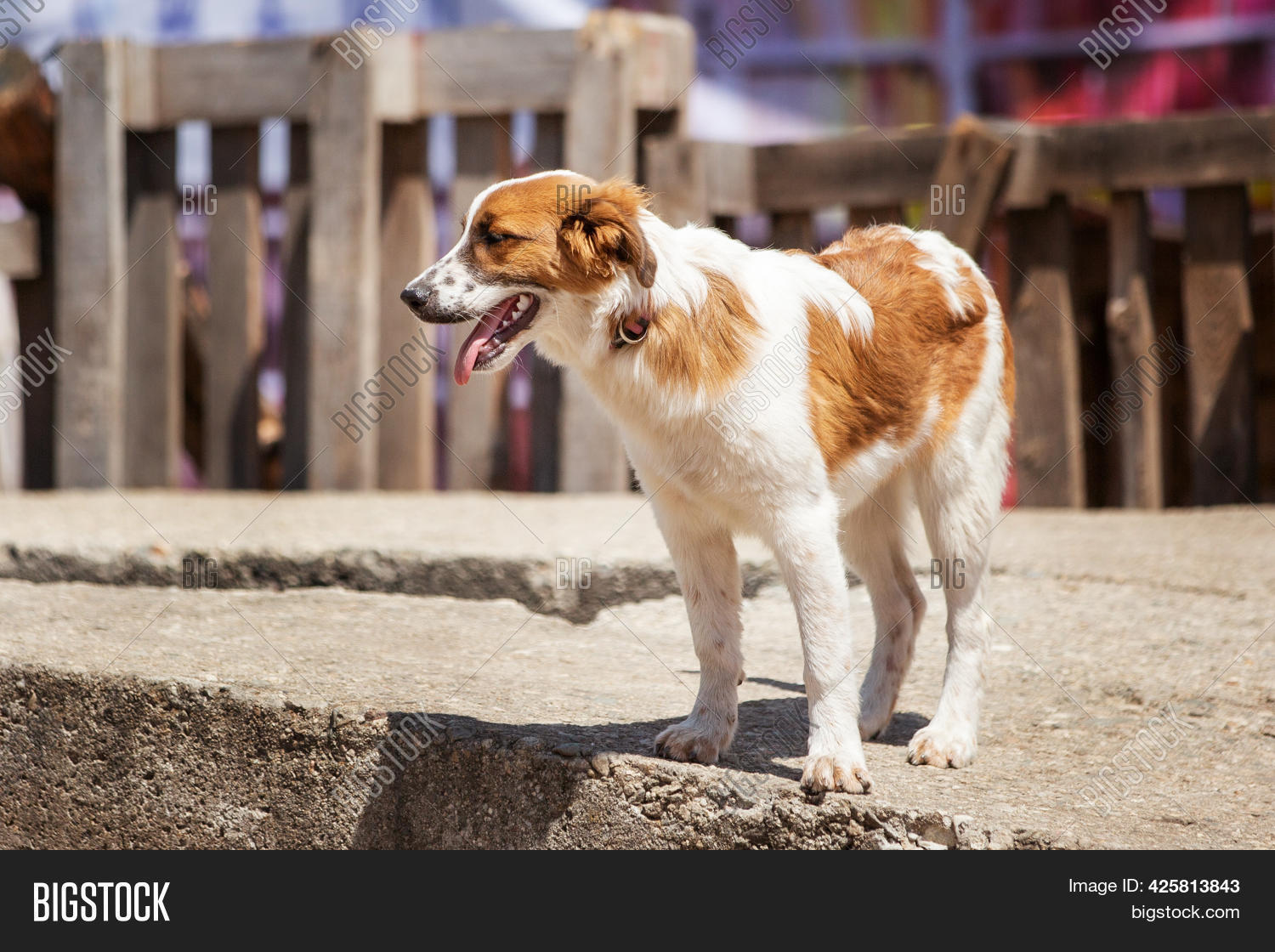 Small Red White Dog Image & Photo (Free Trial) | Bigstock