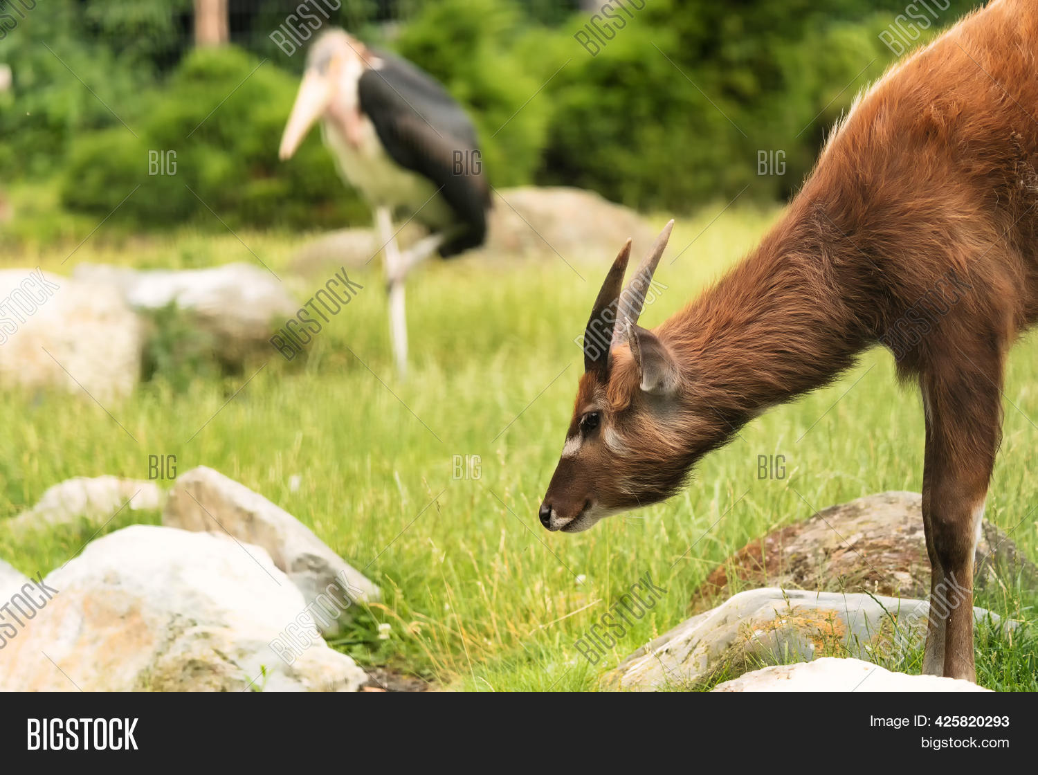 Sitatunga Rare Swamp- Image & Photo (Free Trial) | Bigstock