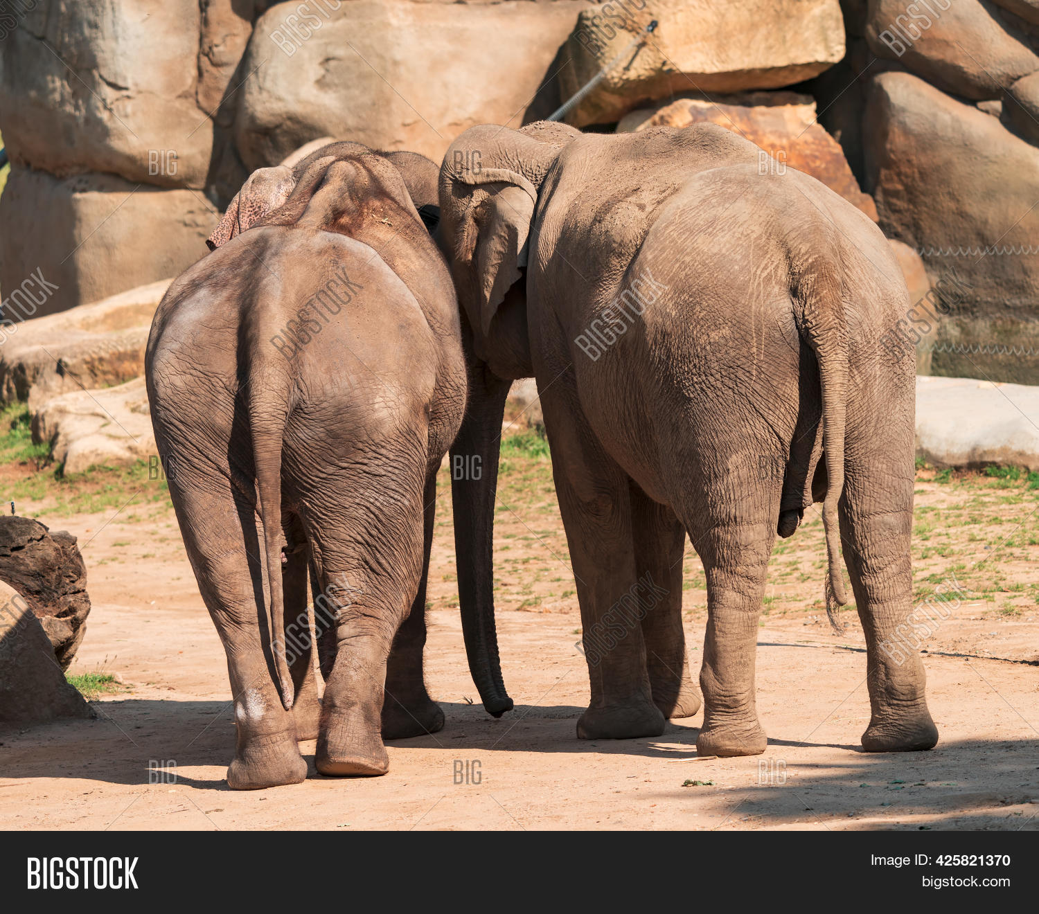 Couple Elephant. Asian Image & Photo (Free Trial) | Bigstock
