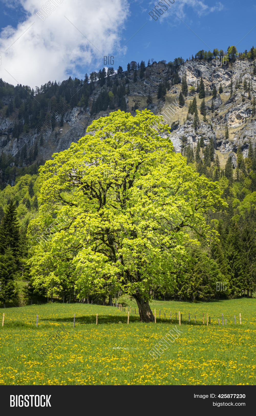 Oak Tree Wilder Kaiser Image & Photo (Free Trial) | Bigstock