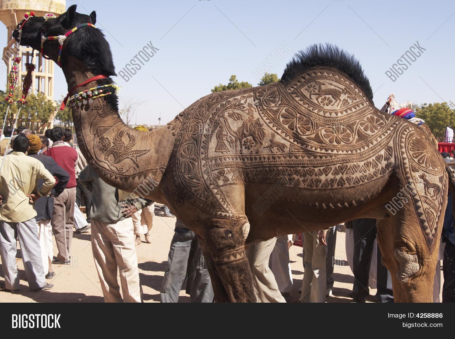 Camel Shaved Coat Image & Photo (Free Trial) | Bigstock