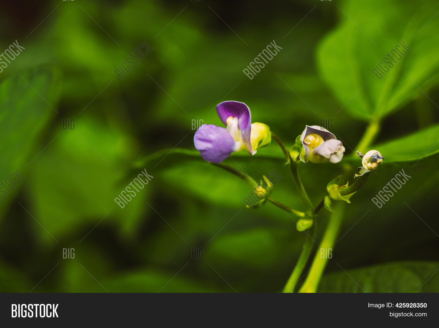 Bean Flowering, Image & Photo (Free Trial) | Bigstock