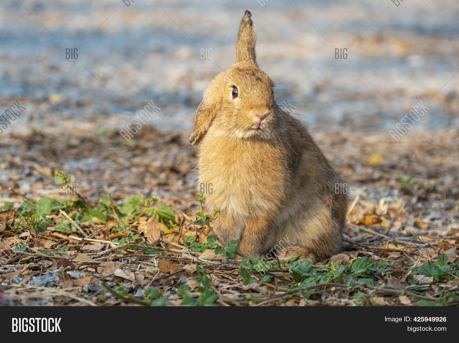 Fluffy Brown Bunny Image & Photo (Free Trial) | Bigstock