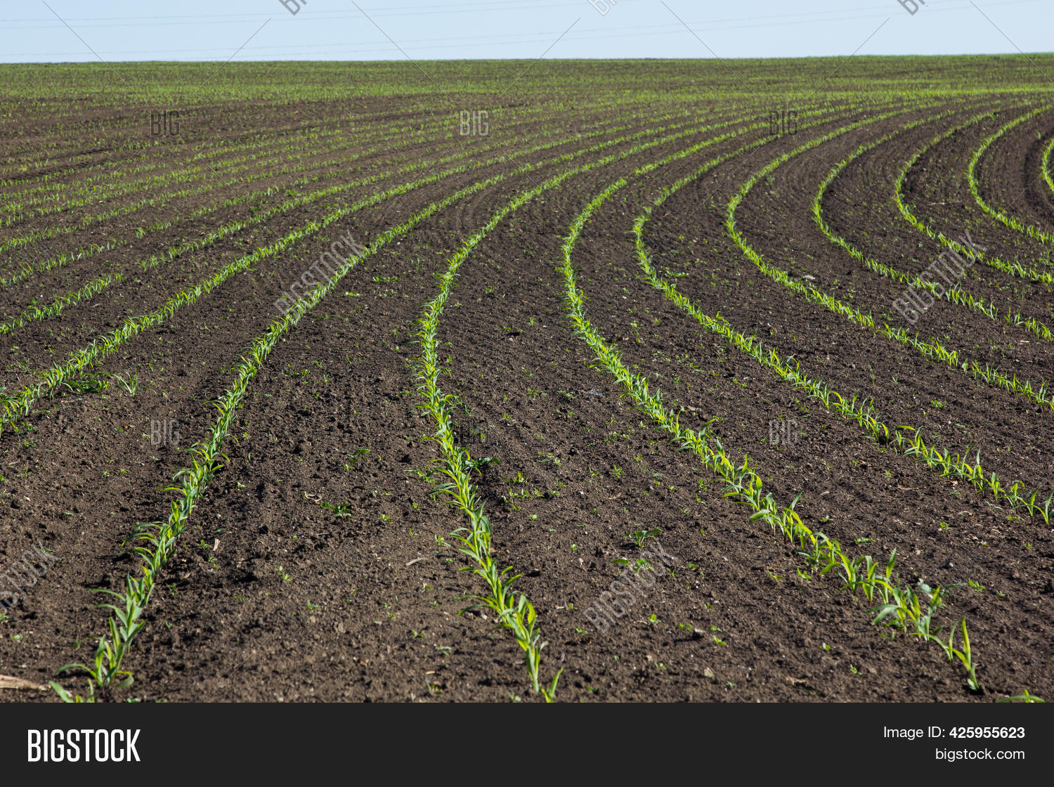 Field Corn Spring. Image & Photo (Free Trial) | Bigstock