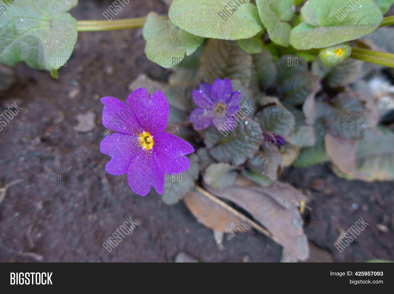 Closeup Purple Flower Image & Photo (Free Trial) | Bigstock