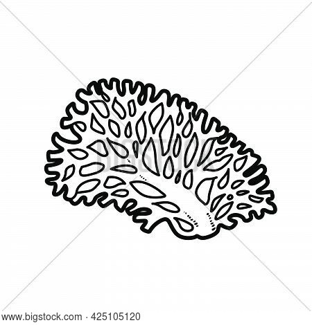 Fan-shaped Coral Vector & Photo (Free Trial) | Bigstock
