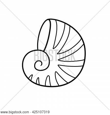 Nautilus Shell Vector & Photo (Free Trial) | Bigstock